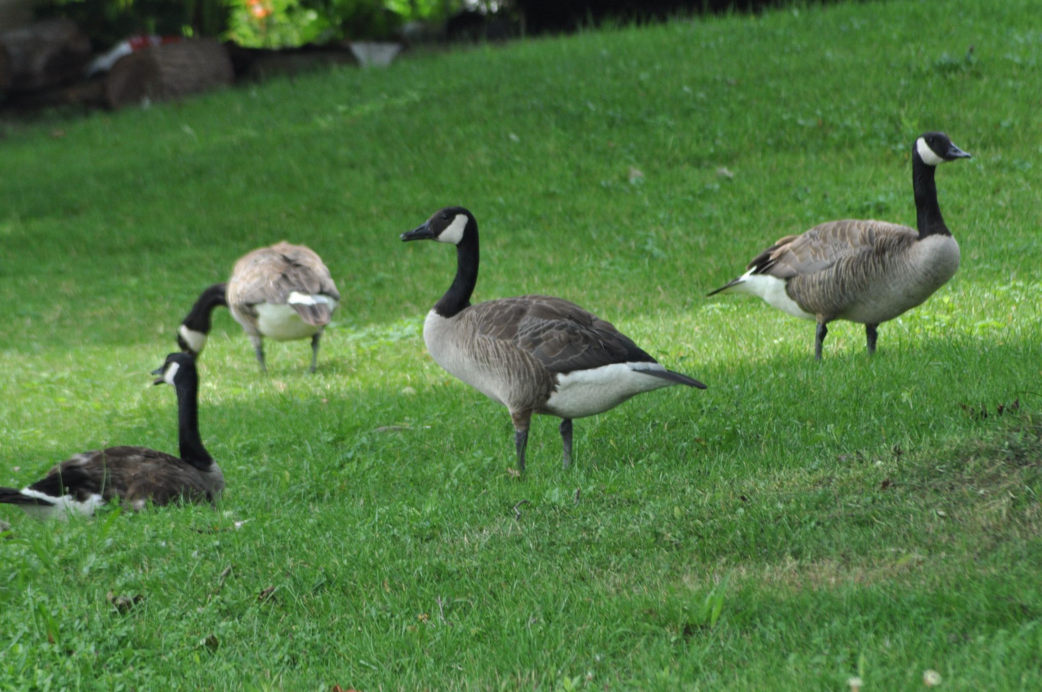 7 Cute Farm Animals Country Life - AMP