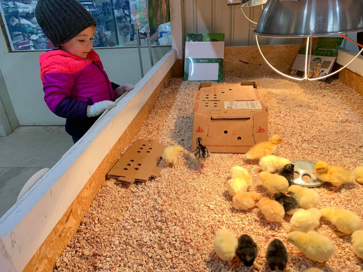 6 Farm Animals Food for Kids - AMP